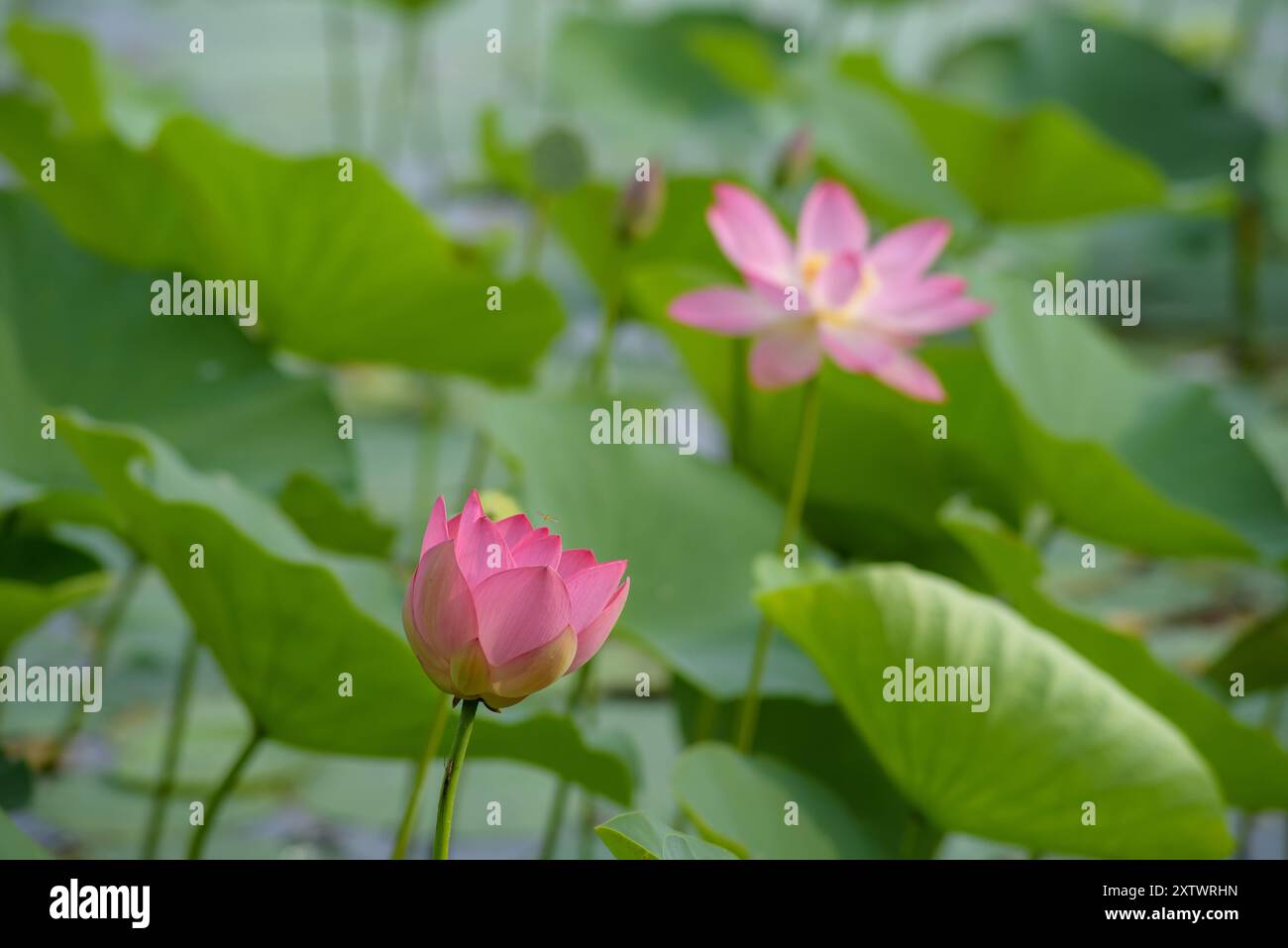 Sacred or Indian lotus in bloom Stock Photo - Alamy