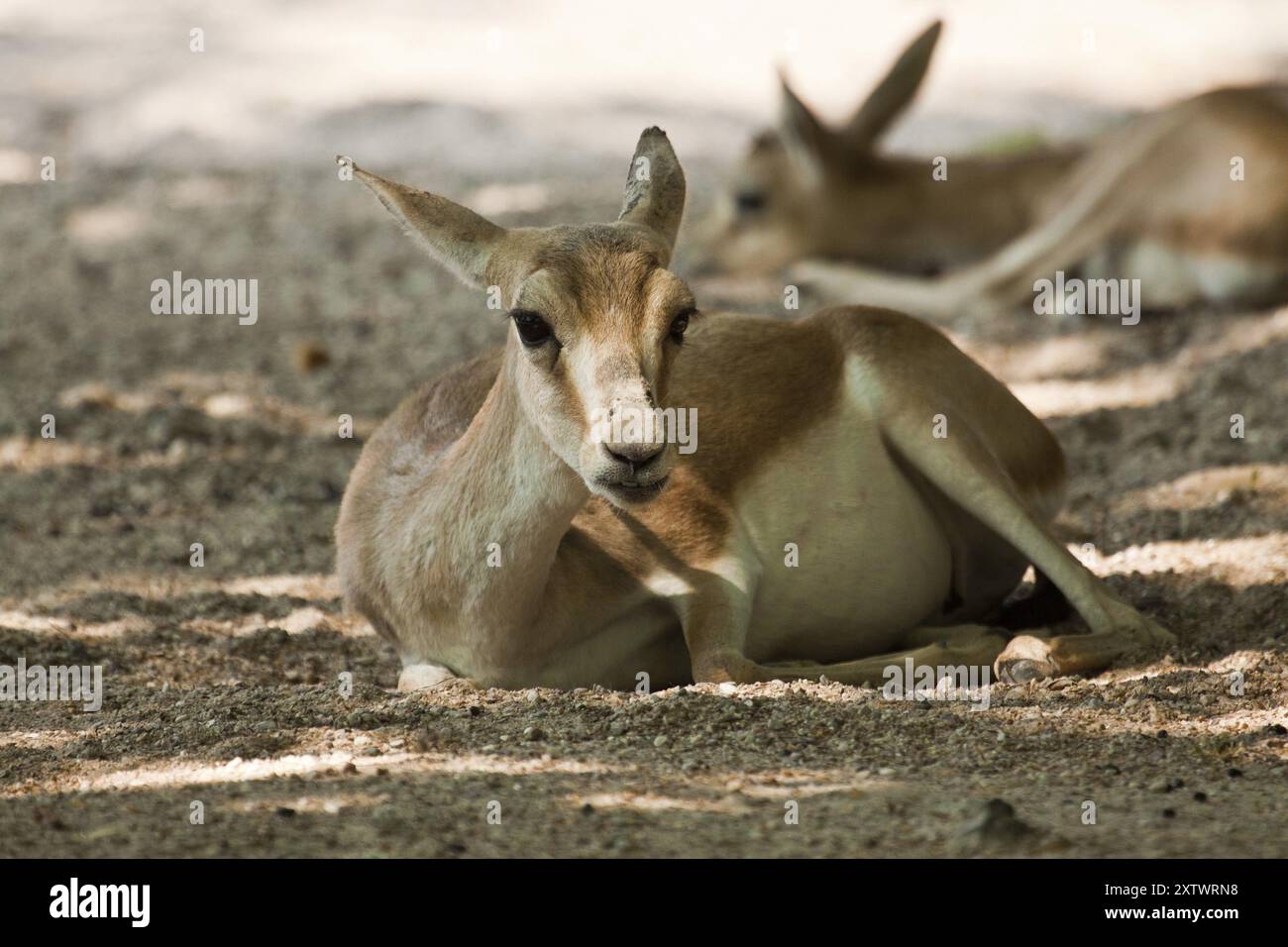 Persian goitered gazelle (Gazella subgutturosa subgutturosa Stock Photo ...
