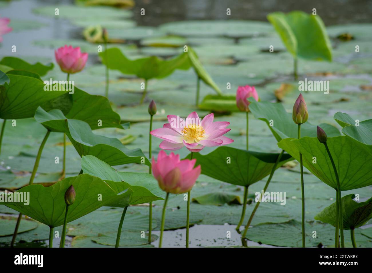 Indian lotus bloom hi-res stock photography and images - Alamy