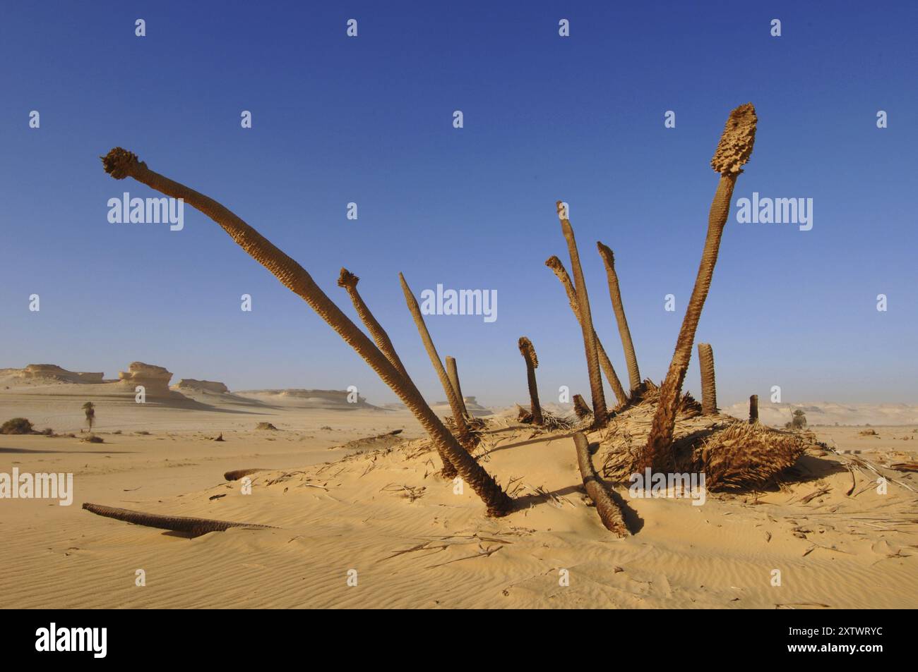 Africa, Madagascar, Flowering desert cactus, Cactus, Hoodie, Namibia ...