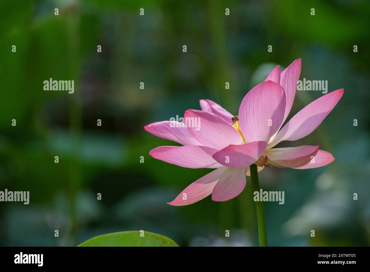 Sacred or Indian lotus in bloom Stock Photo - Alamy