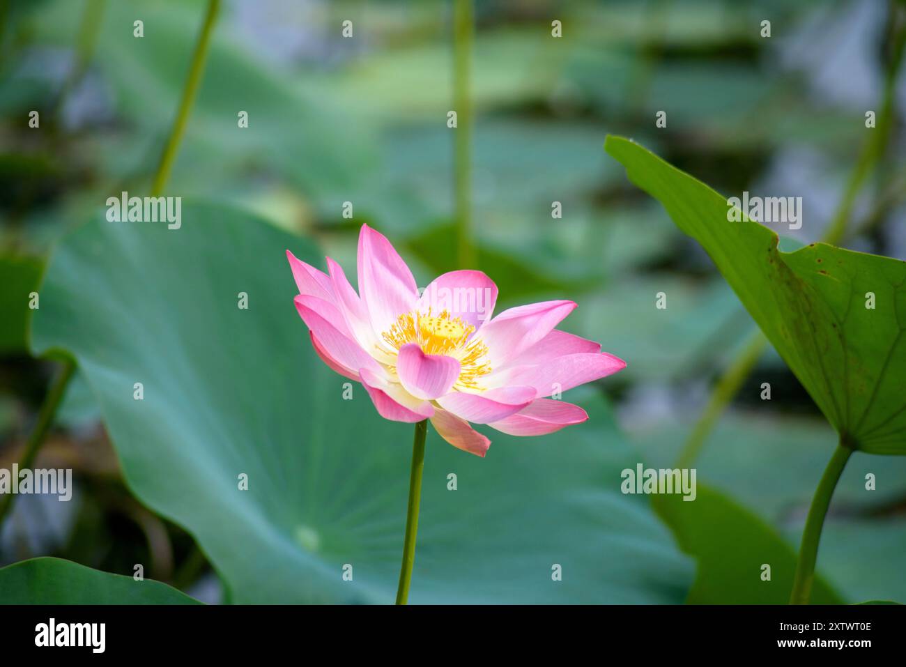 Lotus pond india hi-res stock photography and images - Alamy