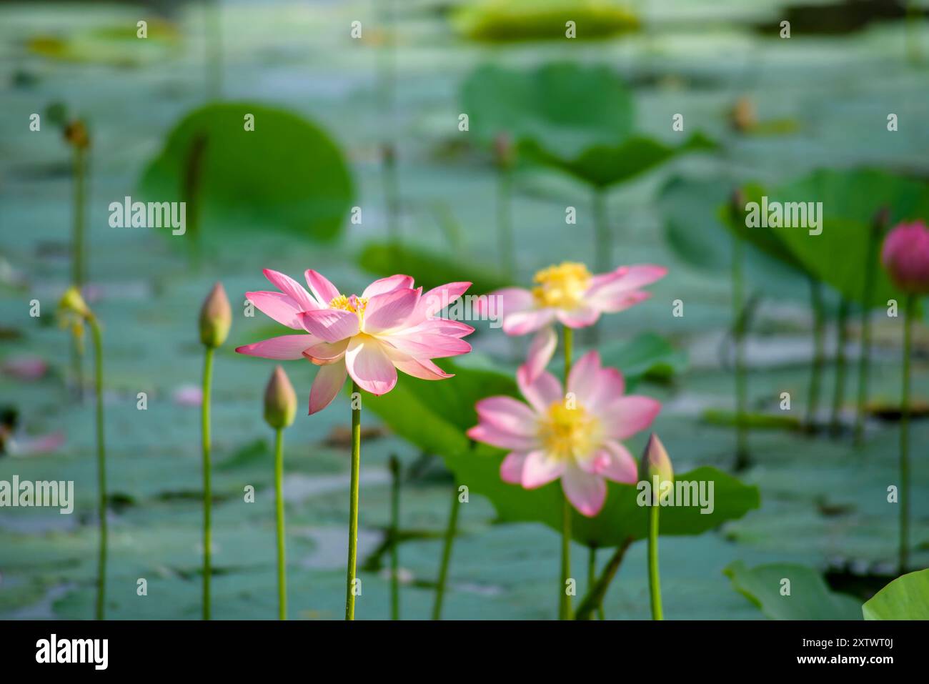Indian lotus hi-res stock photography and images - Alamy