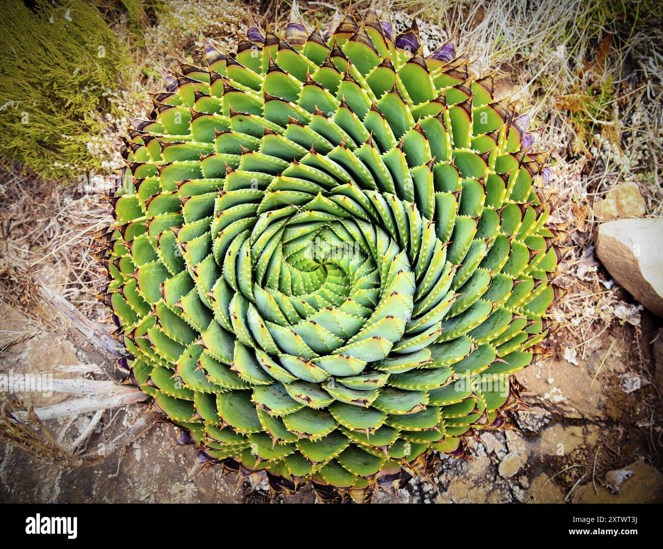 Spiral Aloe (Aloe polyphylla) the national plant of Lesotho Stock Photo ...