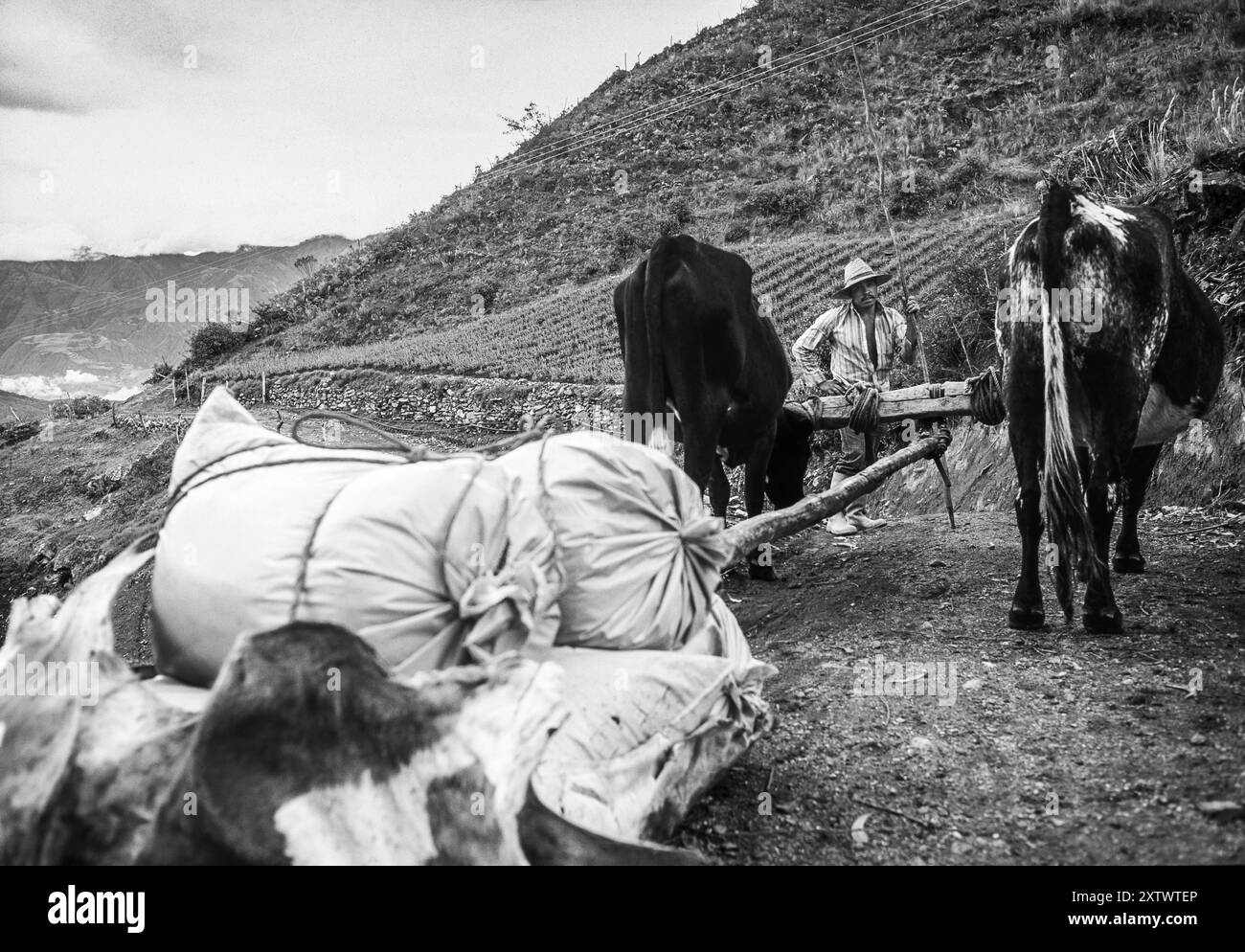 Man with ox carrying bags of harvested vegetables in an agricultural ...