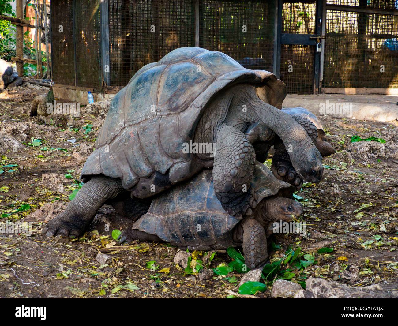 Zanzibar, Tanzania - Jan, 2021: Isolated population of Aldabra giant ...