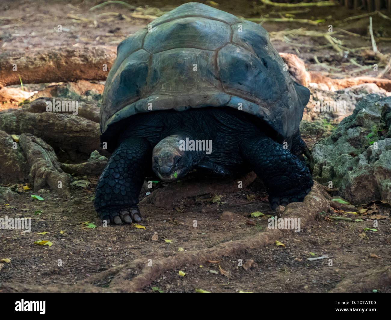 Zanzibar, Tanzania - Jan, 2021: Isolated population of Aldabra giant ...
