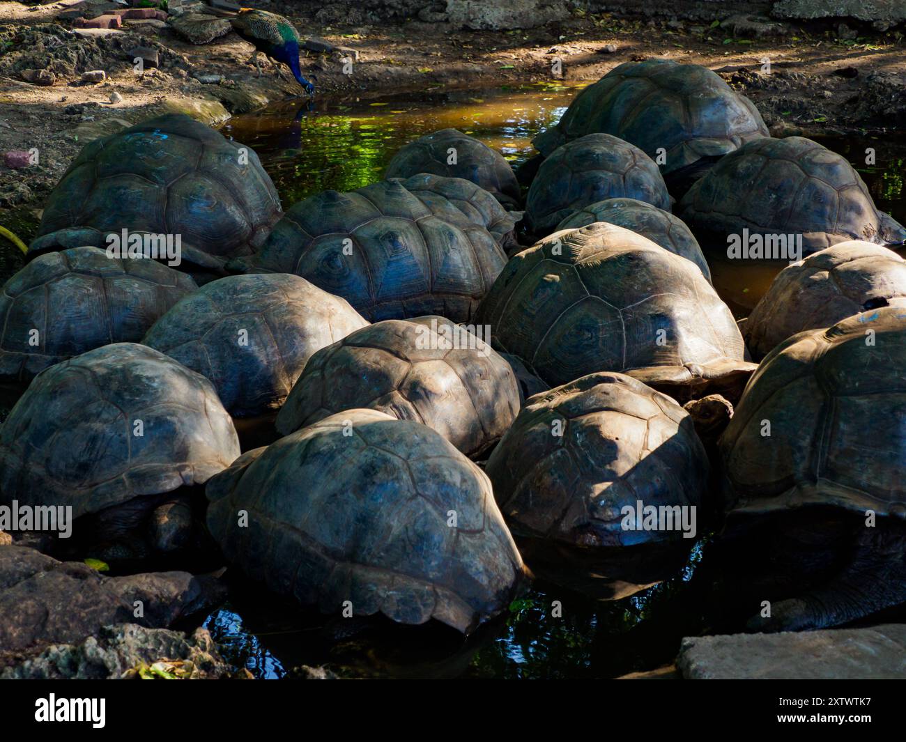 Zanzibar, Tanzania - Jan, 2021: Isolated population of Aldabra giant ...