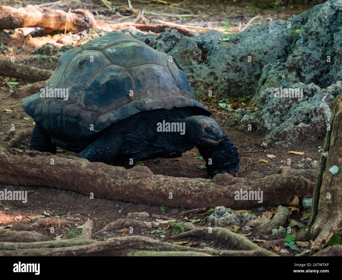 Zanzibar, Tanzania - Jan, 2021: Isolated population of Aldabra giant ...