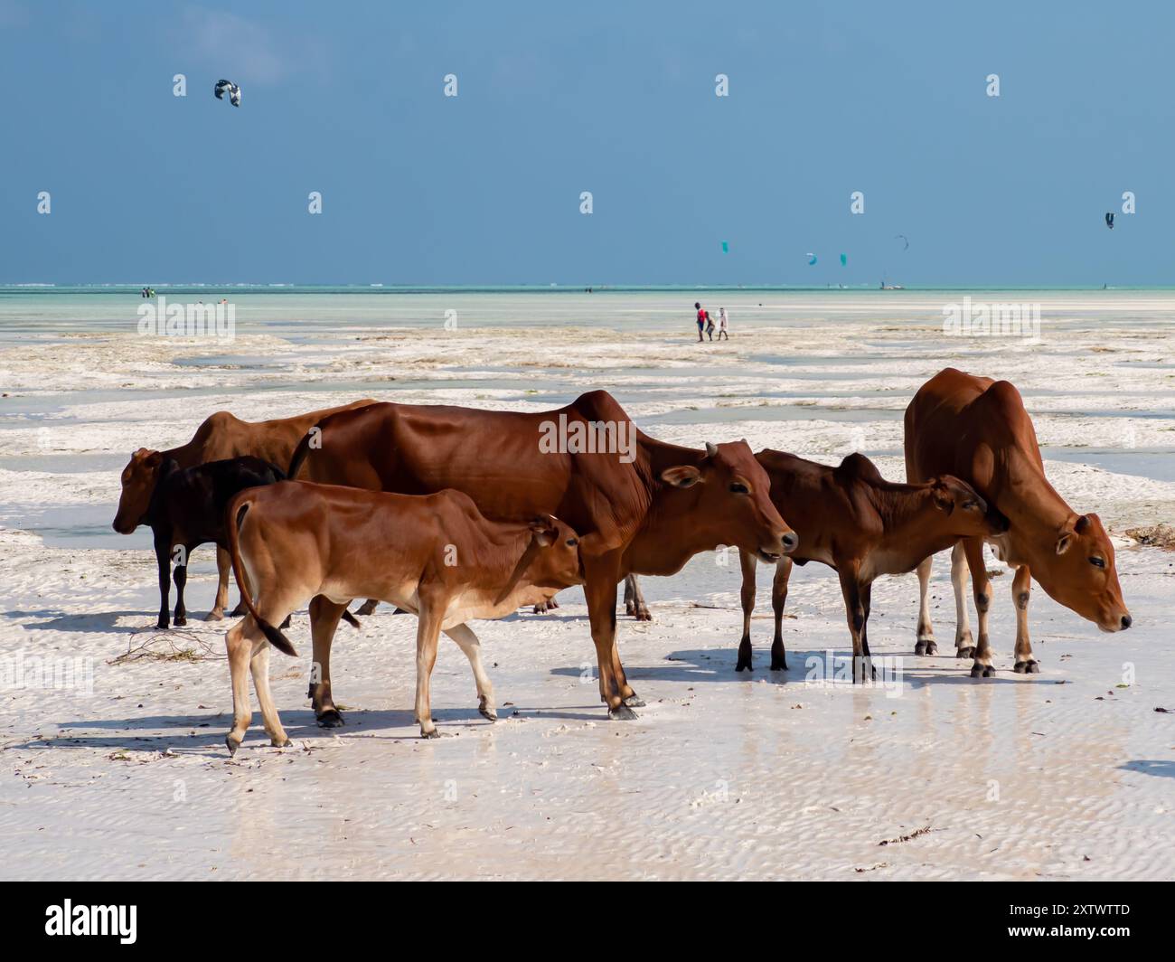Brown cows on the on tropical beach near Paje in Zanzibar coast during ...