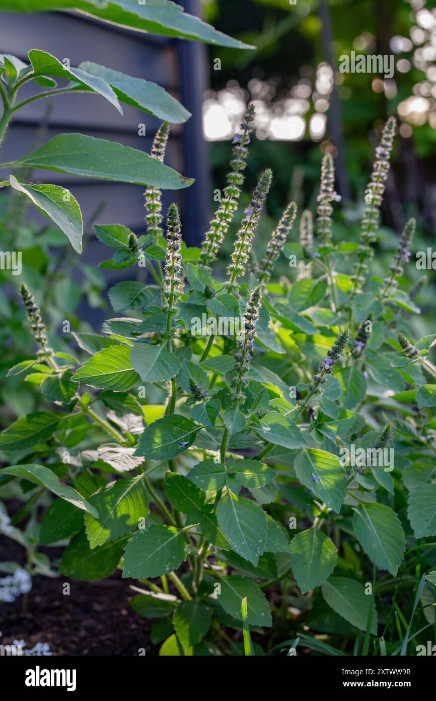 Elongated flower stems hi-res stock photography and images - Alamy