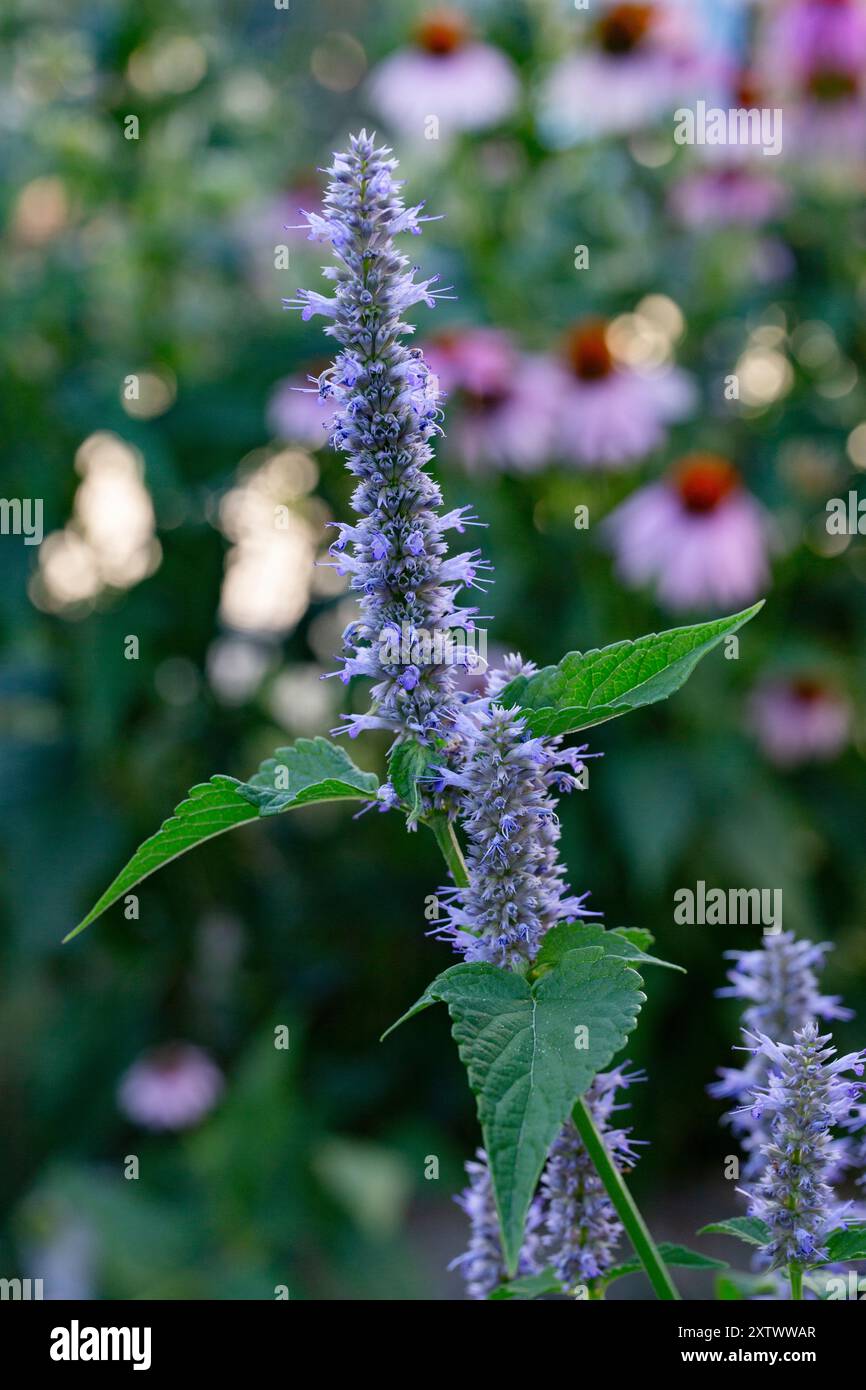 A close-up of a purple Agastache flower spike with a soft-focus ...