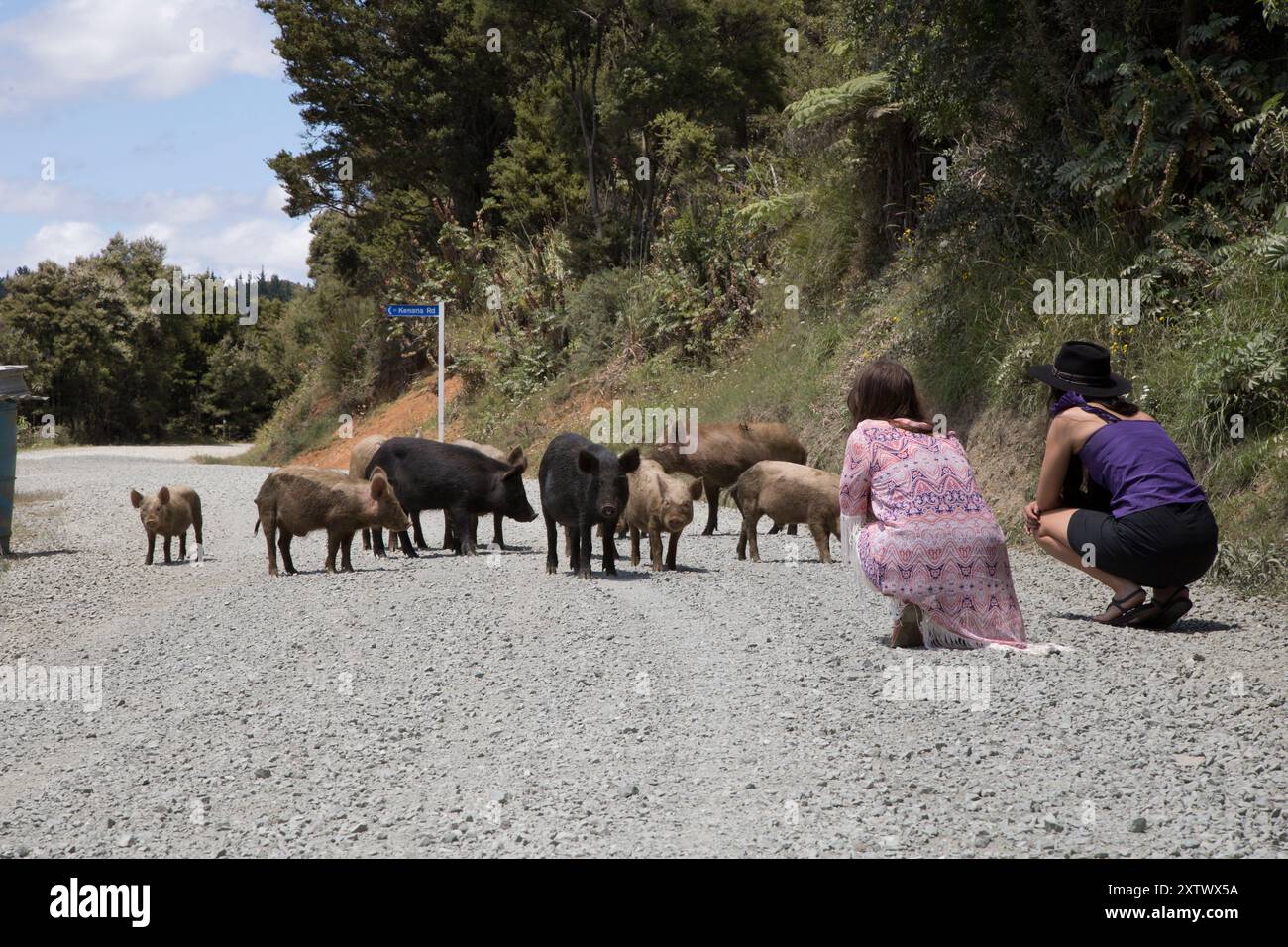 Two women crouching on a gravel road observing a group of wild boars ...
