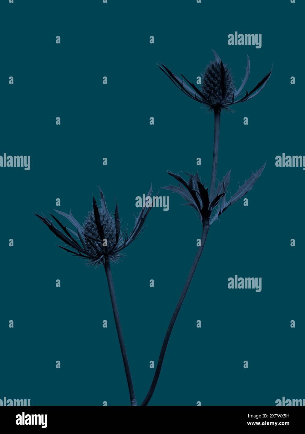 Delicate floral silhouette hi-res stock photography and images - Alamy