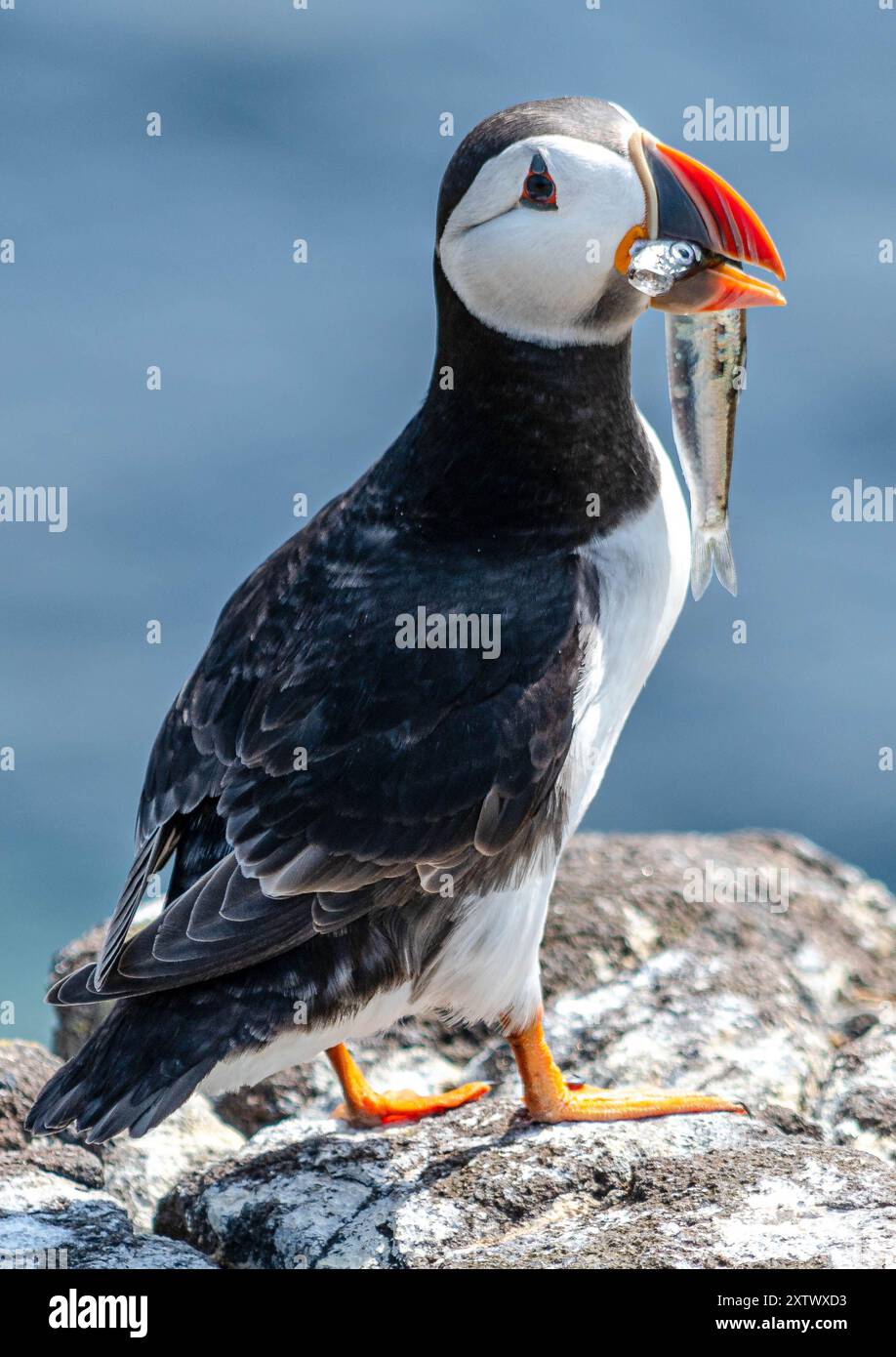 Nesting Puffins on the Isle of May, Scotland Stock Photo - Alamy