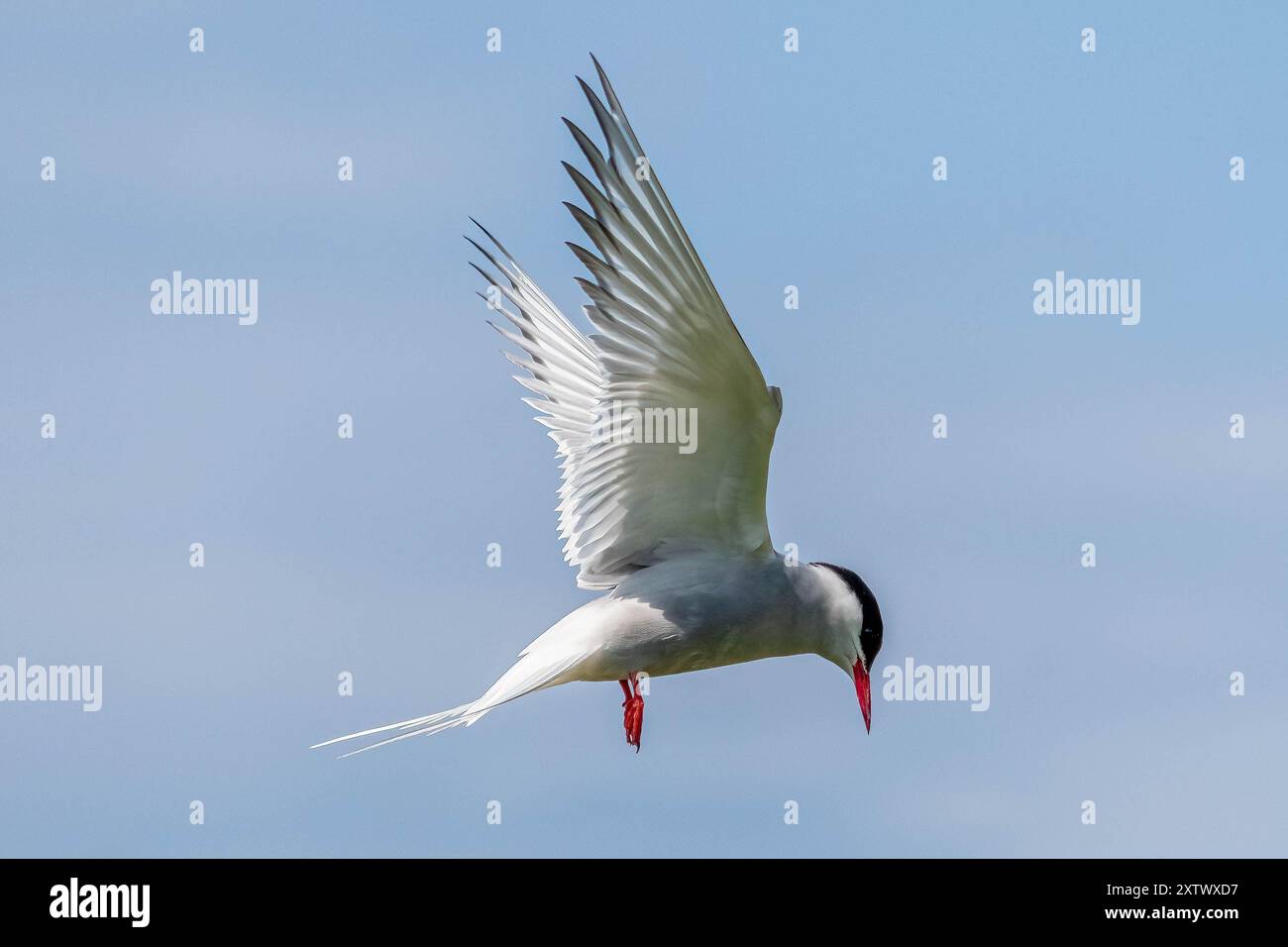 Arctic Tern, Isle of May, Scotland Stock Photo - Alamy