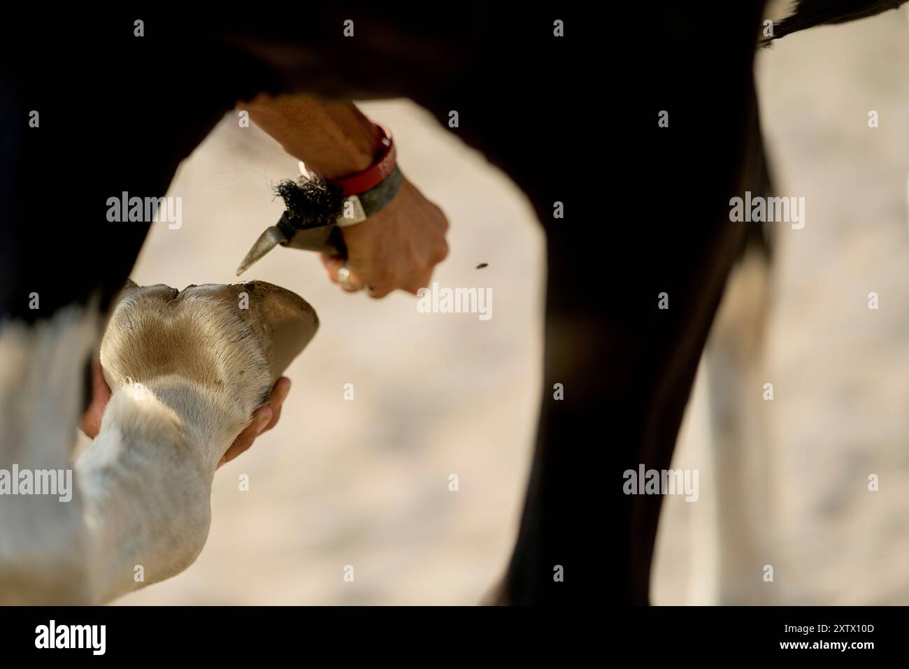 A close-up of hands grooming a horse's mane with a comb, focusing on ...