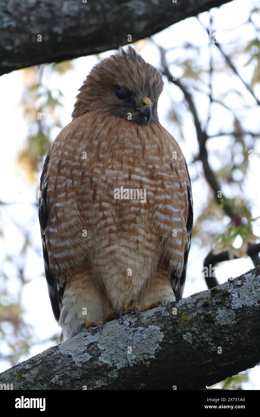 Red shouldered hawk portrait hi-res stock photography and images - Alamy