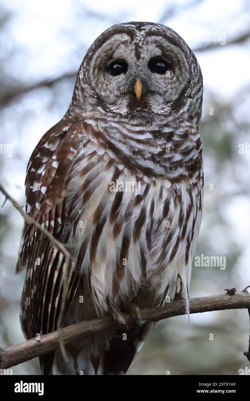 Staring forwards hi-res stock photography and images - Alamy