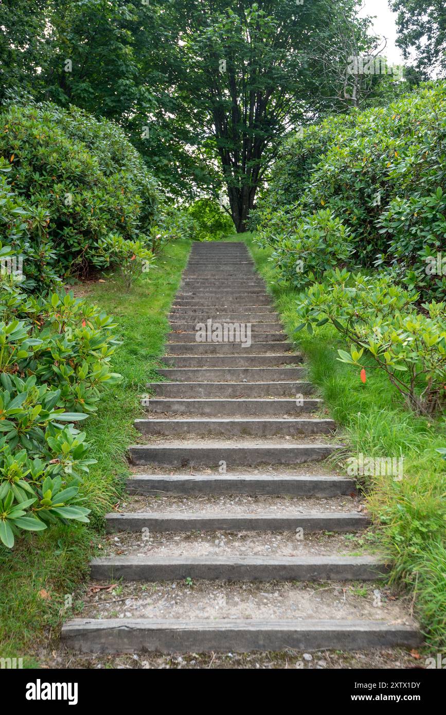 Steps leading up through lush green hedges Stock Photo - Alamy