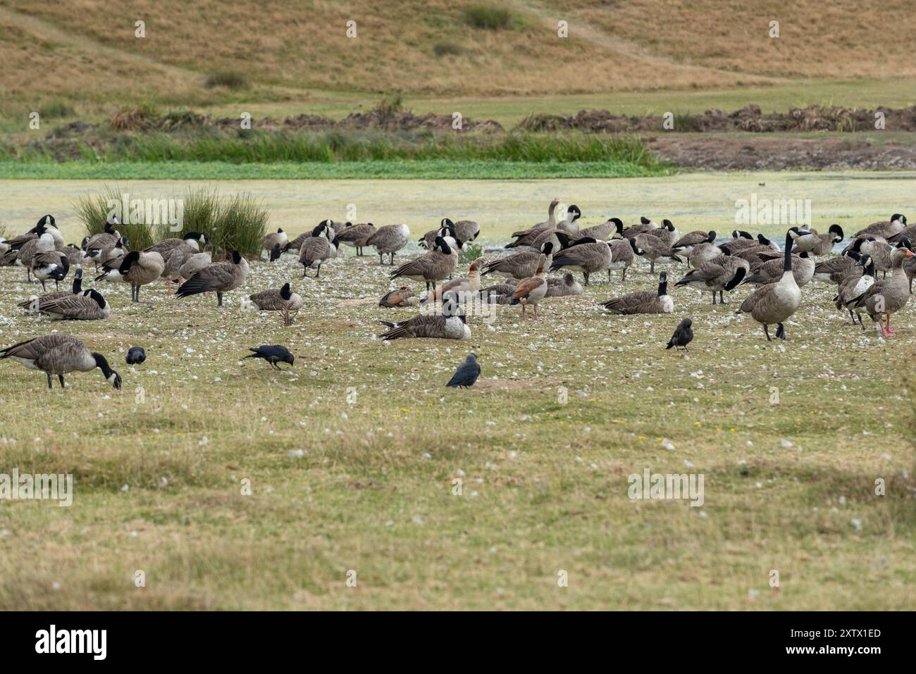 A group of Canada geese and various other small birds in the English ...