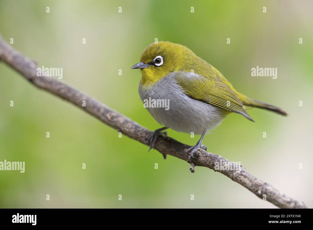 Cape white-eye (Zosterops virens), Garden Route National Park ...