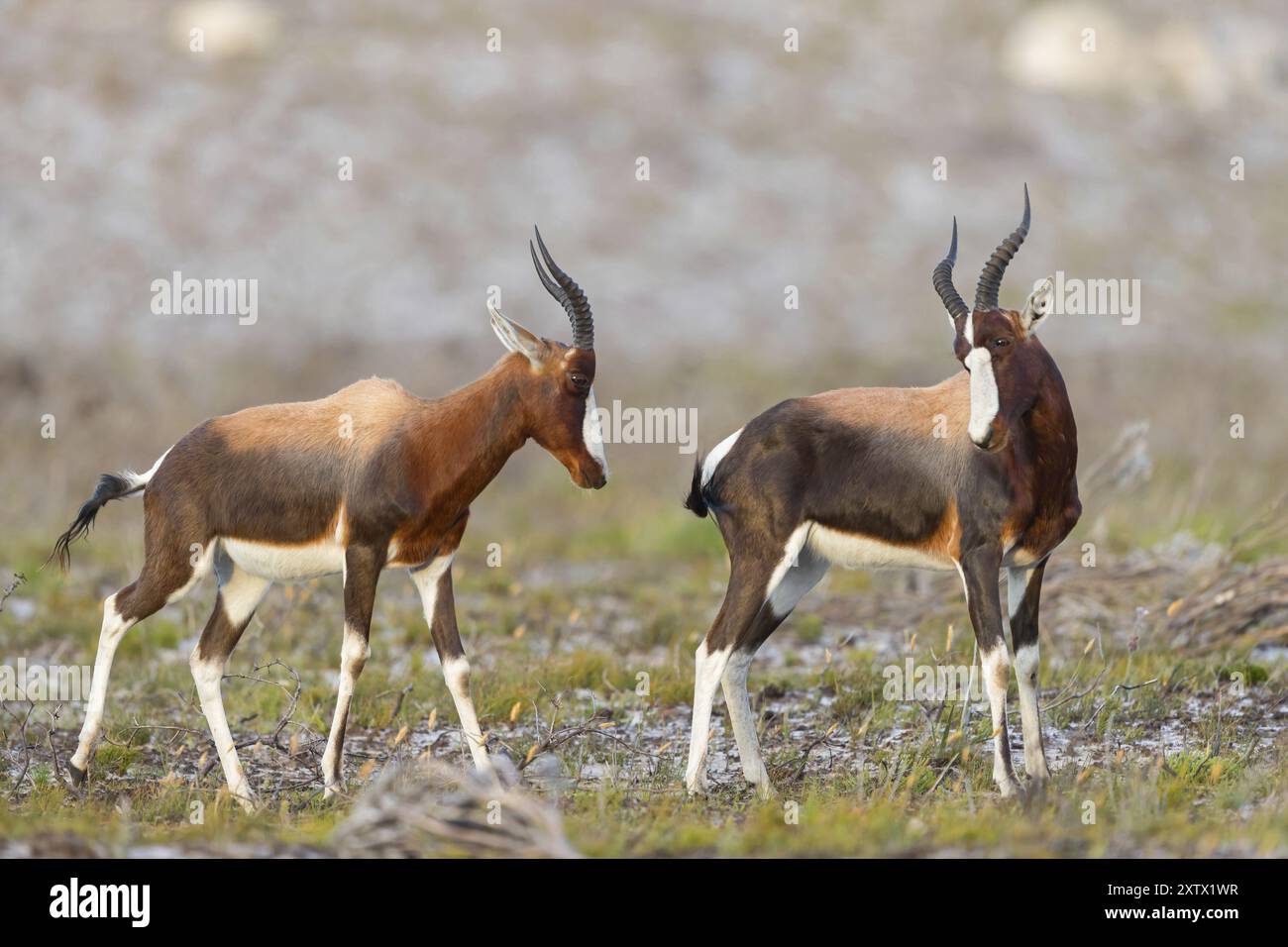 Bontebok, (Damaliscus pygargus), antelope, two antelopes, Table ...