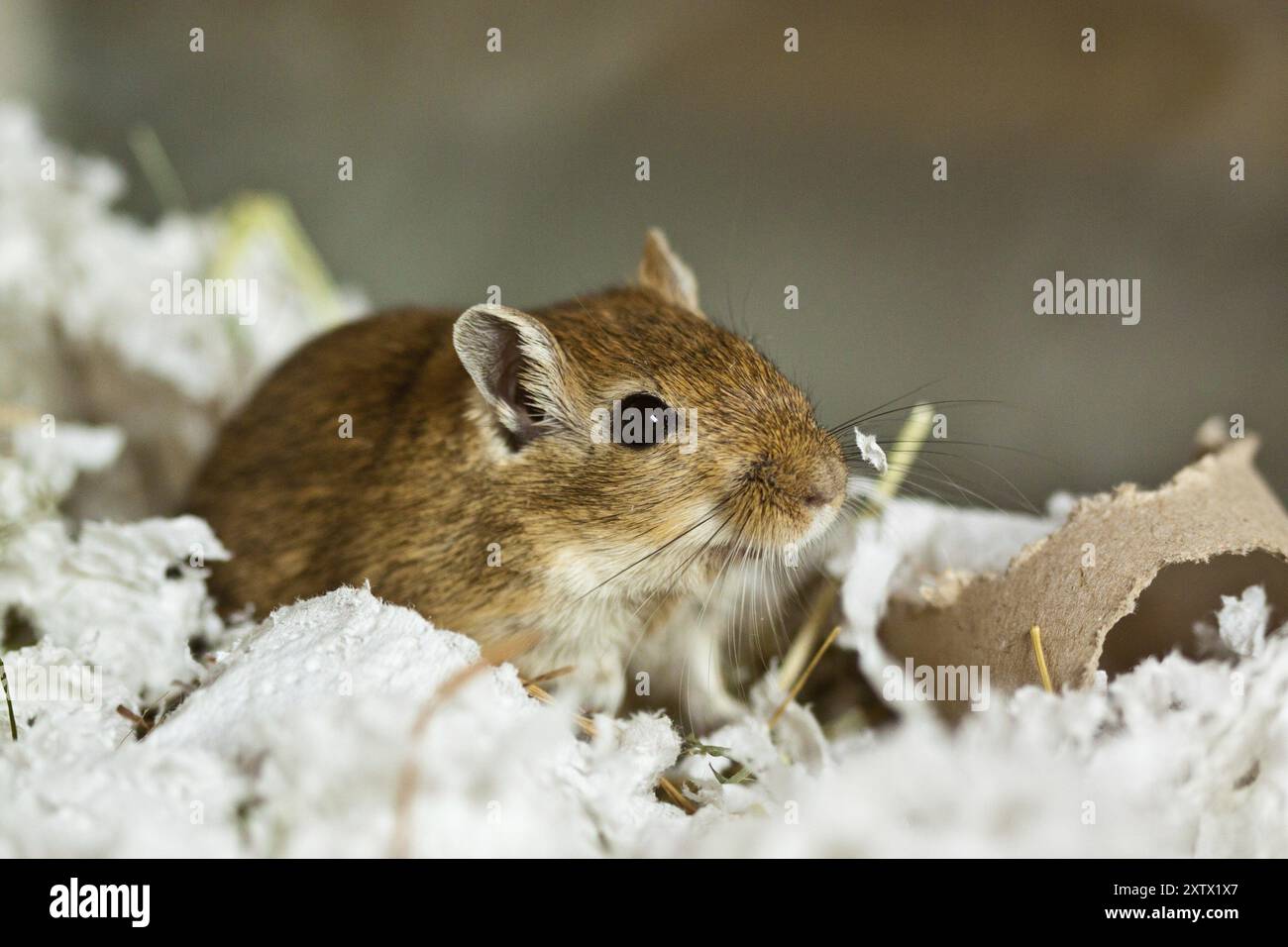 Meriones rodent hi-res stock photography and images - Alamy