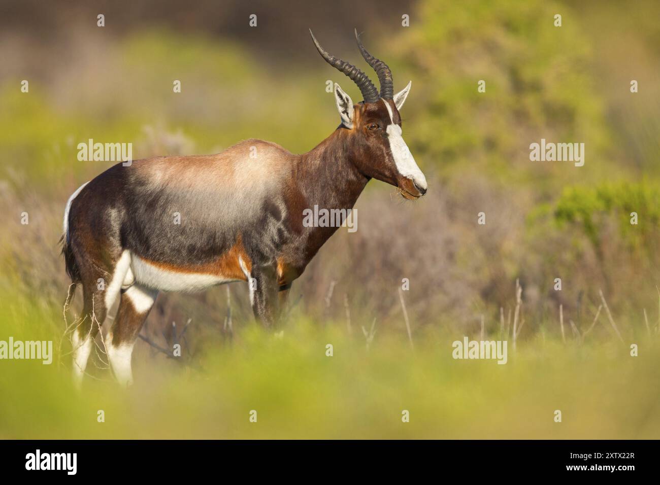 Bontebok, (Damaliscus pygargus), antelope, Table Mountain National Park ...