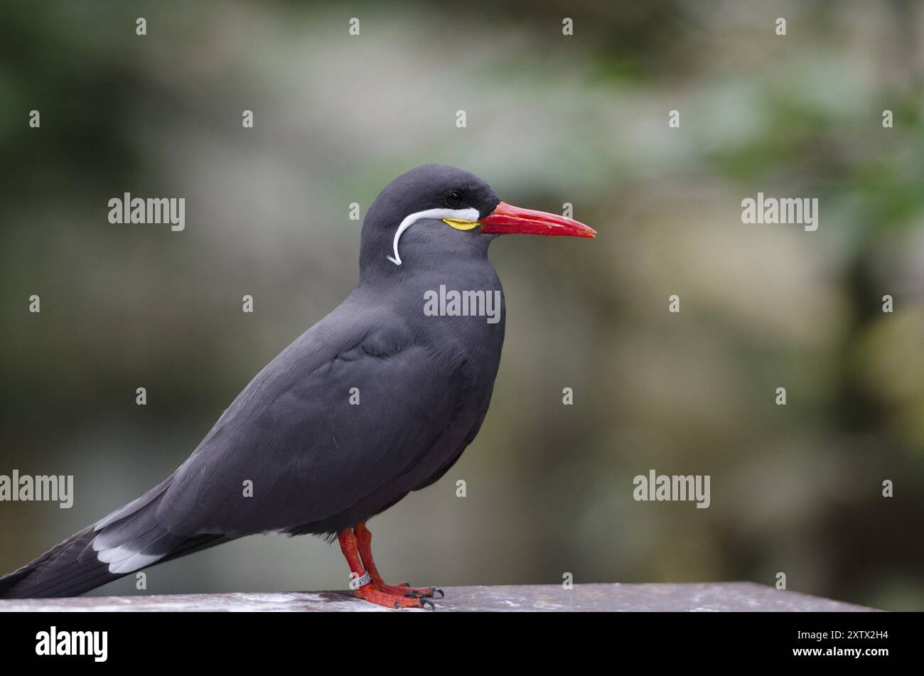 Inca Tern, Inca Screy Stock Photo - Alamy