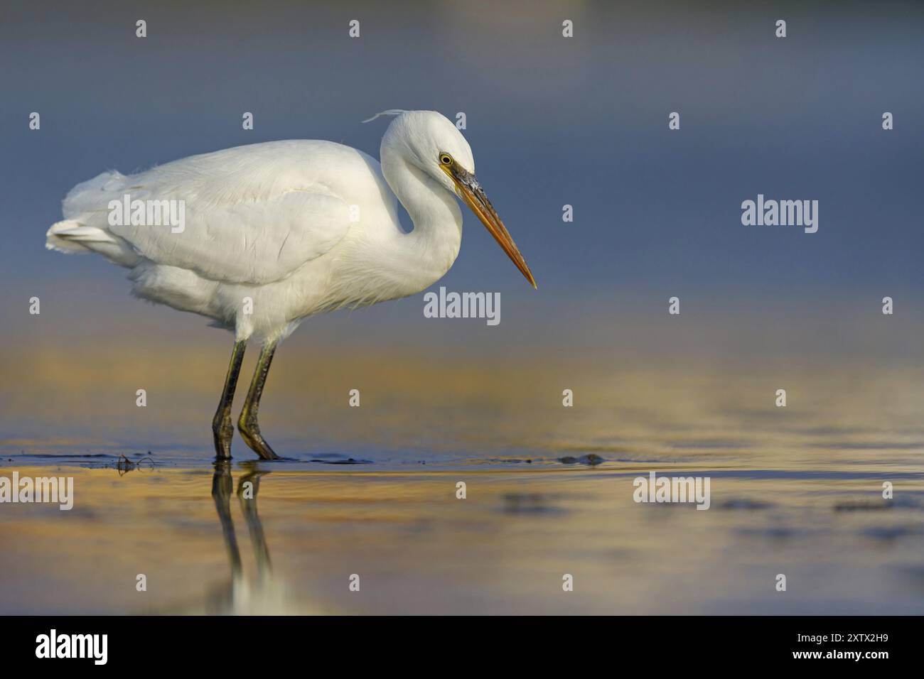 Western Reef Heron, Western Reef-Heron, Western Reef-Egret, (Egretta ...