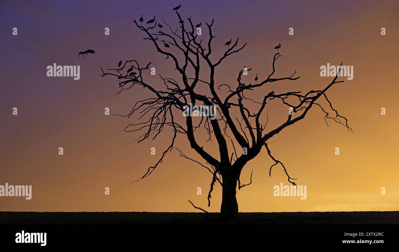 South Africa, a tree with storks in front of sunset, silhouettes ...