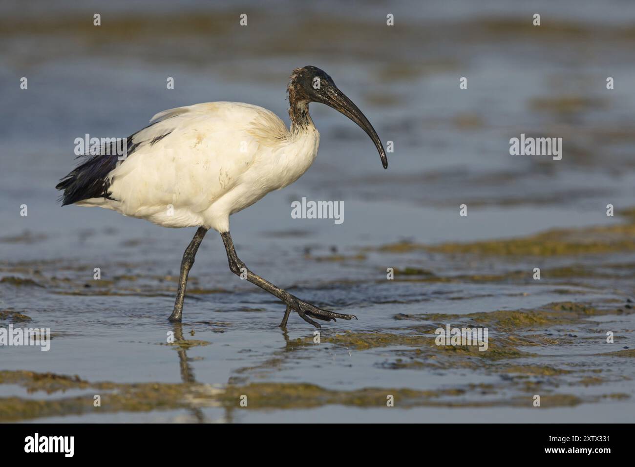 African sacred ibis (Threskiornis aethiopicus), family of ibises and ...