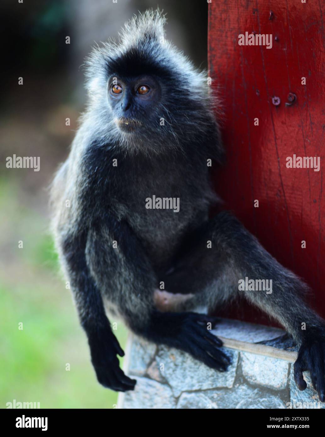 MALAYSIA The silvery lutung Trachypithecus cristatus, also known as the ...