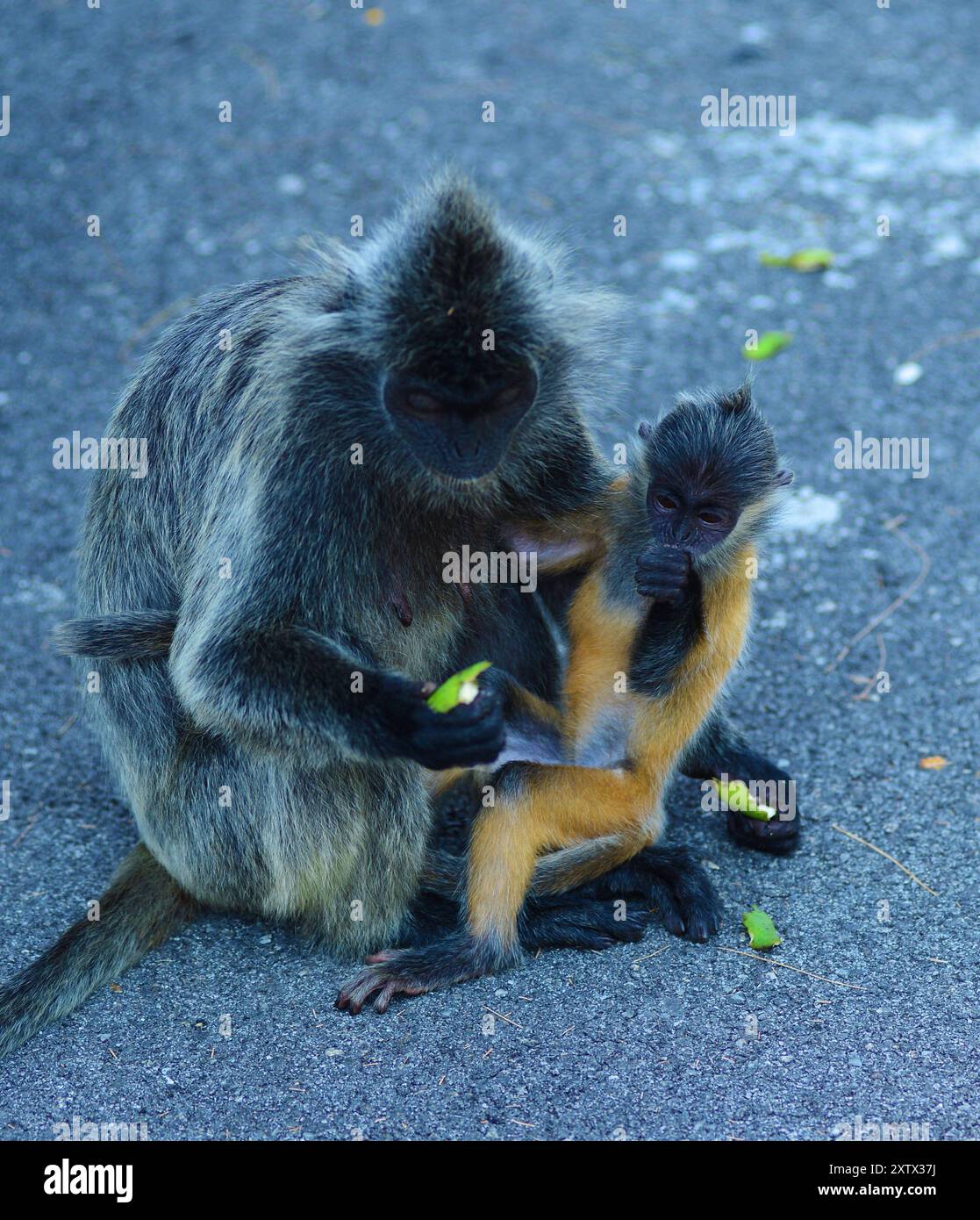 MALAYSIA The silvery lutung Trachypithecus cristatus, also known as the ...