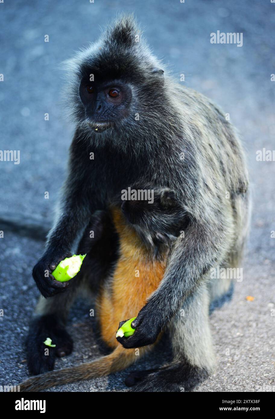 Prehensile feet hi-res stock photography and images - Alamy