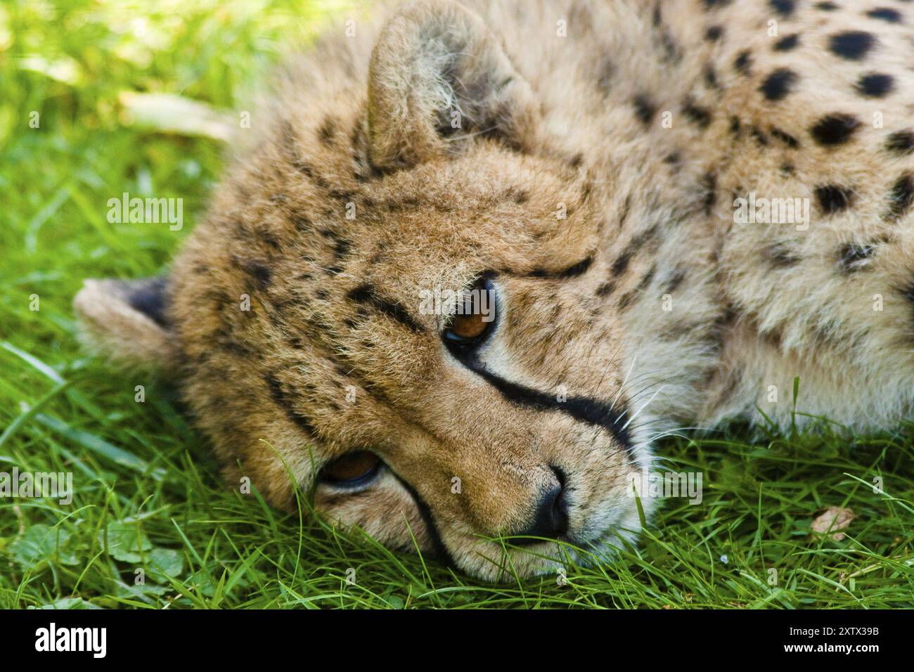 Cheetah, African habitat Stock Photo - Alamy