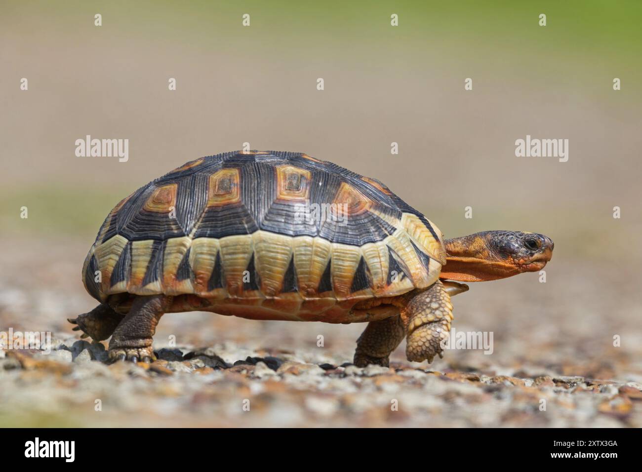 Africa, South Africa, African beaked tortoise, (Chersina angulat ...