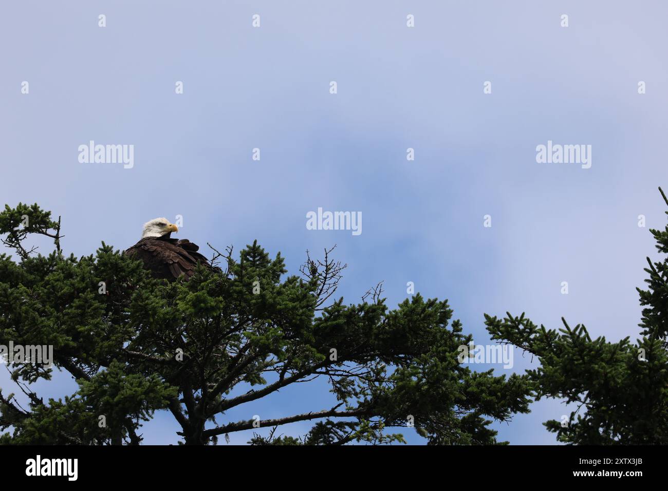 Solitary roosting bird hi-res stock photography and images - Alamy