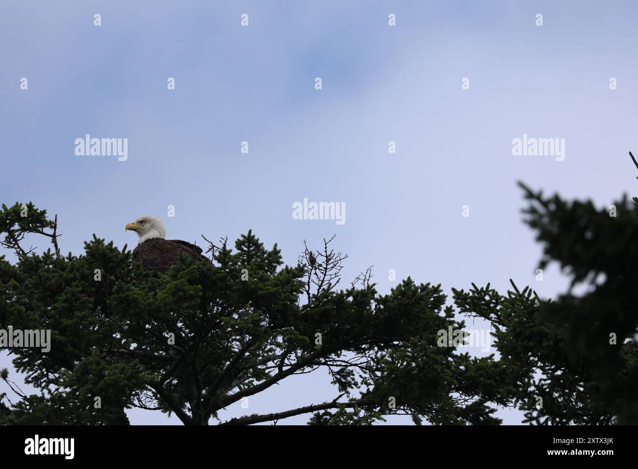 Solitary roosting bird hi-res stock photography and images - Alamy
