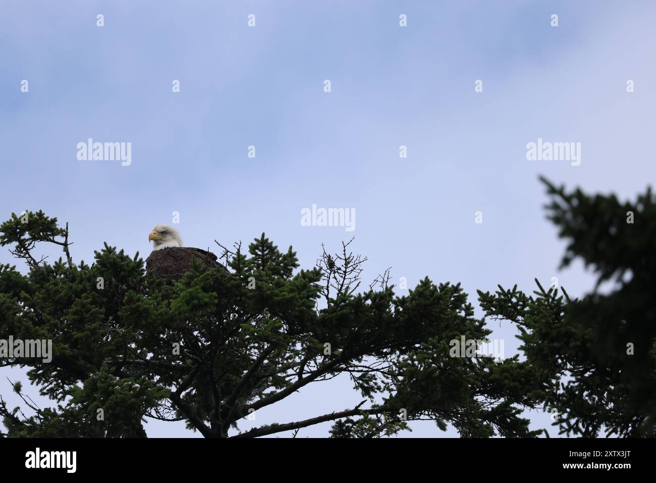 Solitary roosting bird hi-res stock photography and images - Alamy