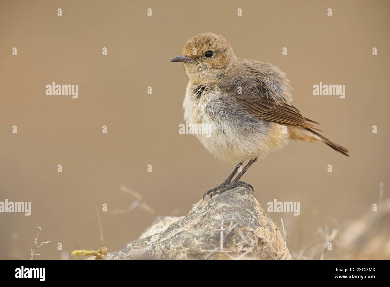 Arabian wheatear, Arabian wheatear, (Oenanthe lugentoide, Middle East ...