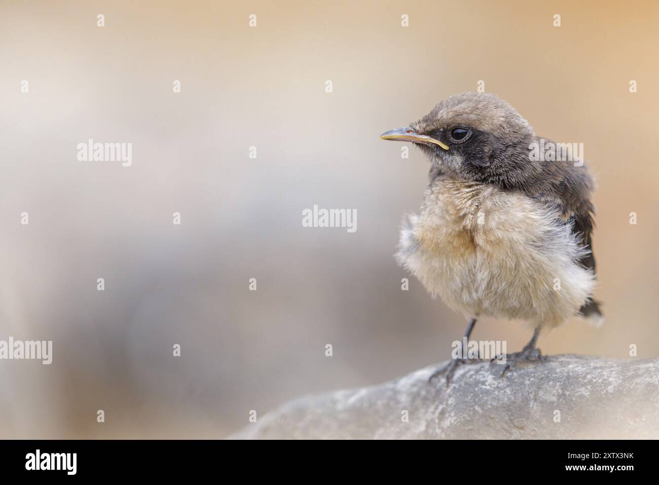Arabian wheatear, Arabian wheatear, (Oenanthe lugentoide, Middle East ...