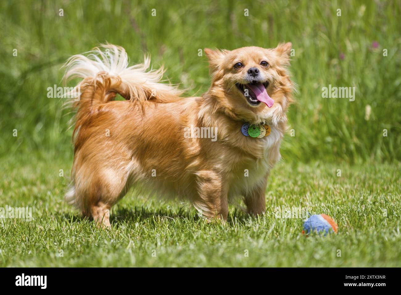 Light brown dog standing in a meadow in front of a colourful ball Stock ...