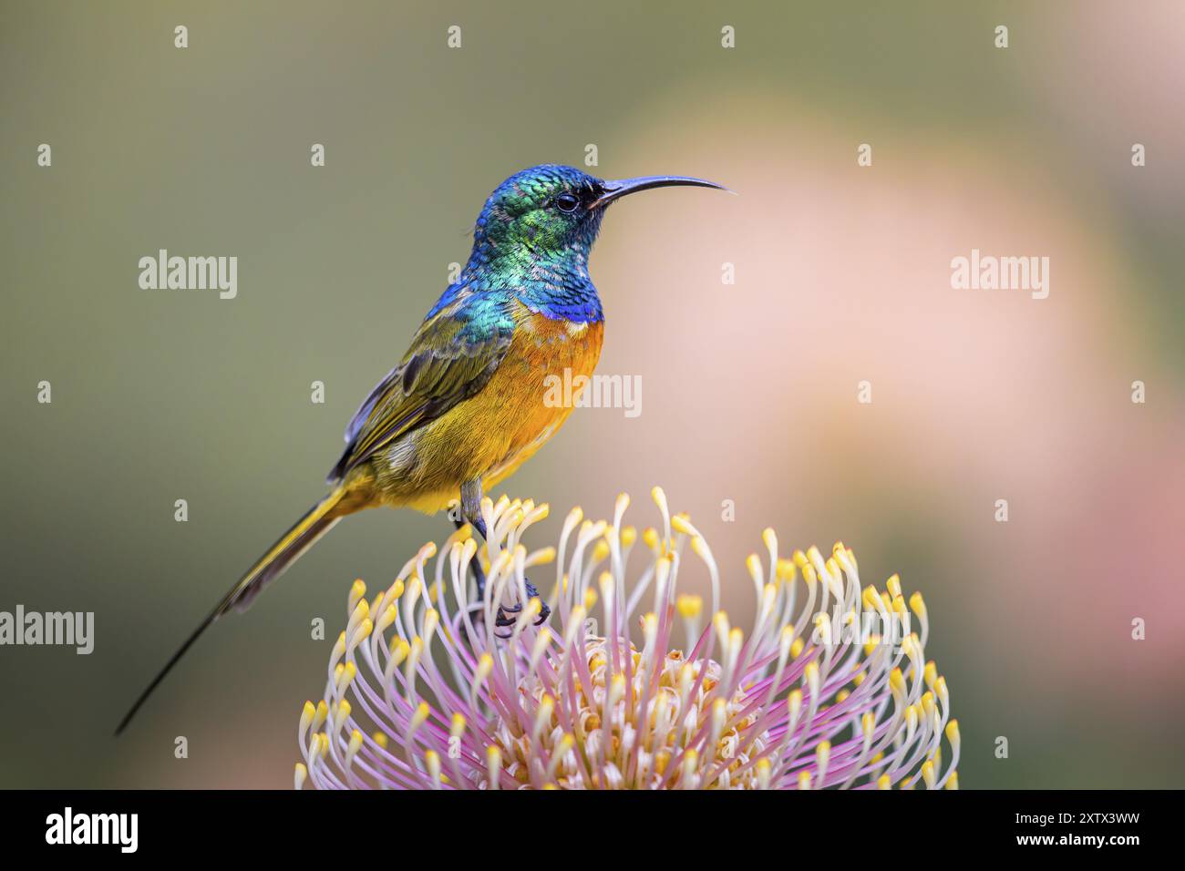 Orange-breasted sunbird (Anthobaphes violacea), Nectarinia violacea ...