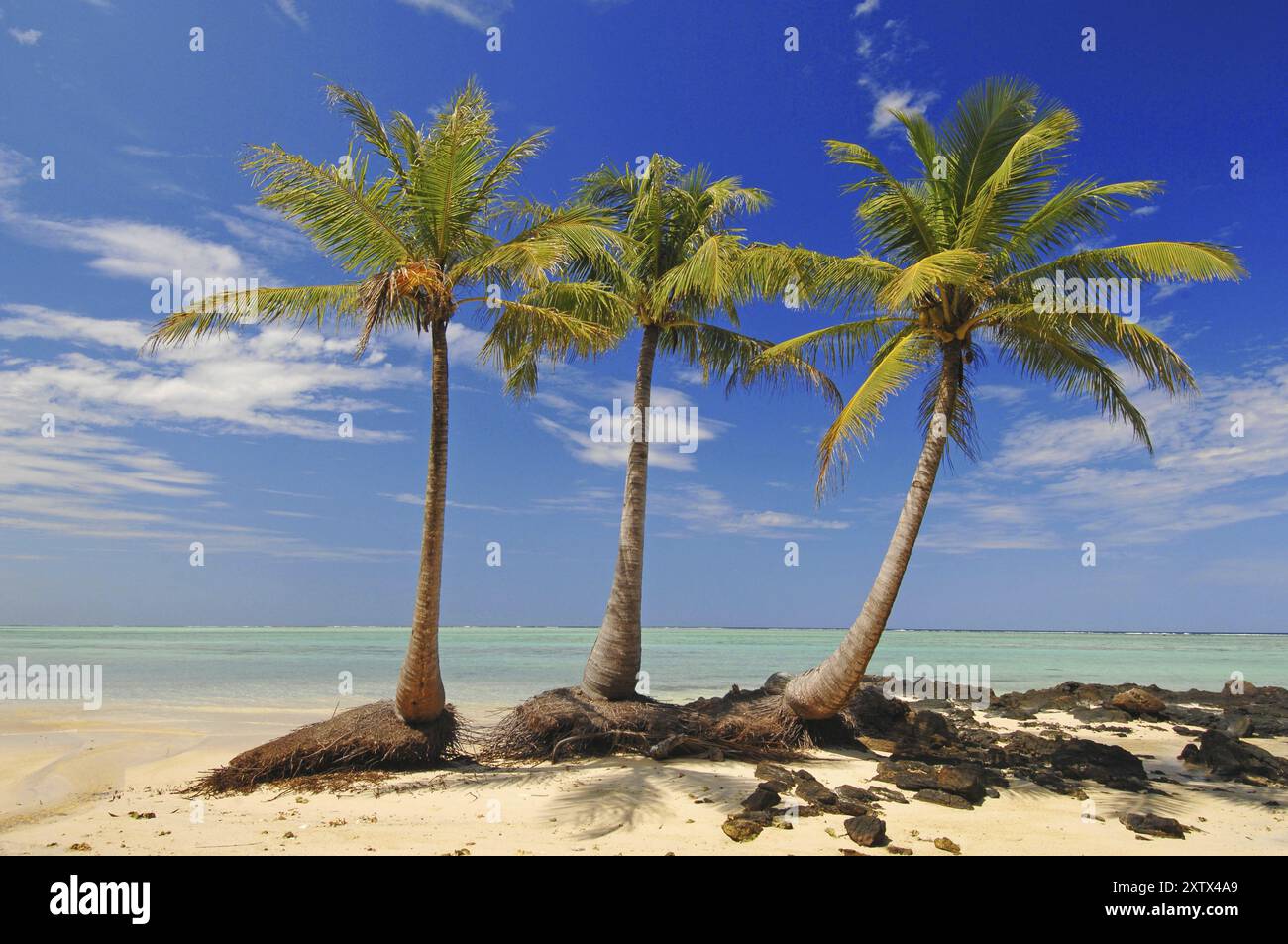 Africa, Island Madagascar, Three palm trees on the beach, blue sky ...