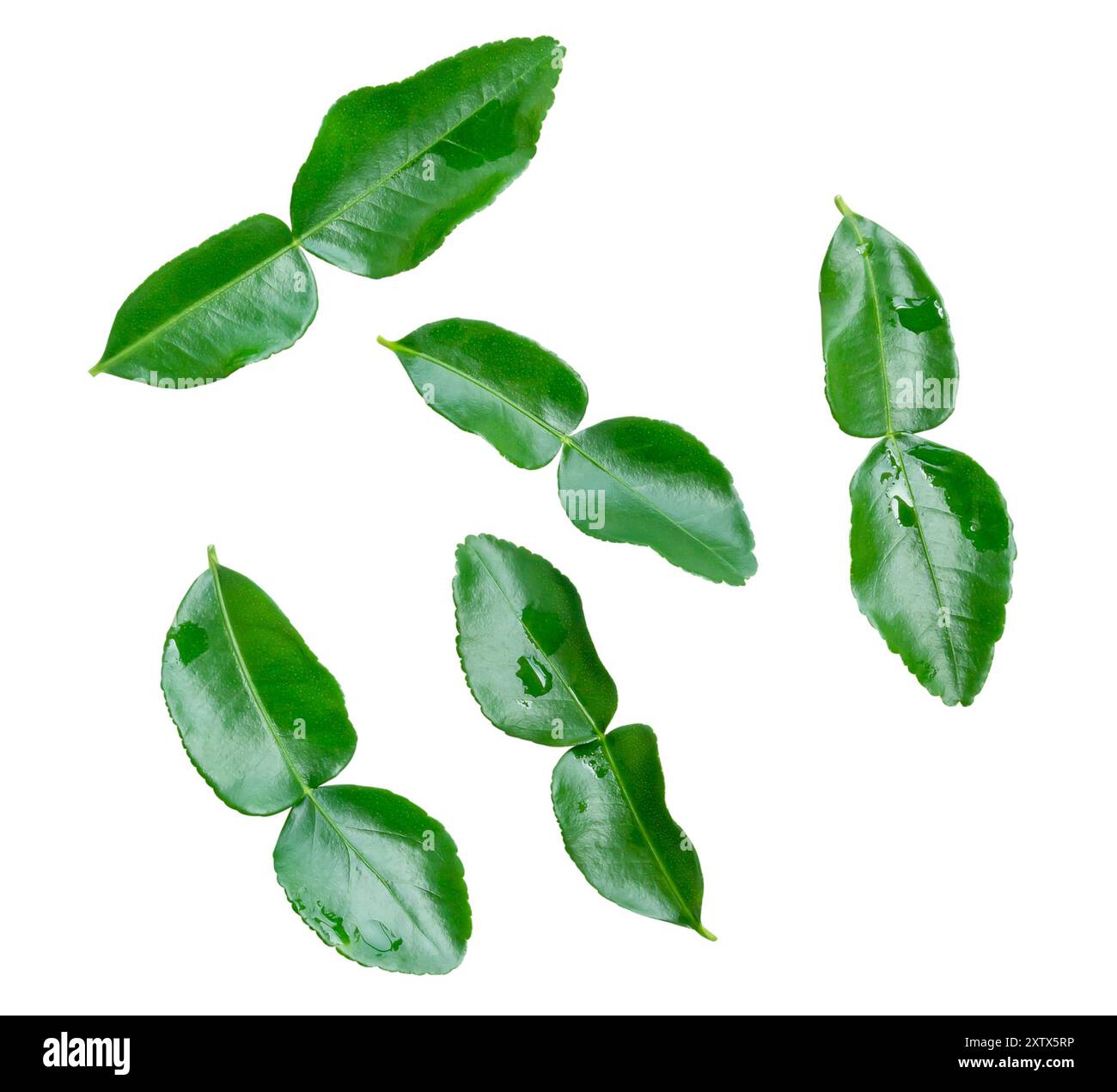 Top view set of kaffir lime leaves or bergamot leaves scattering is ...