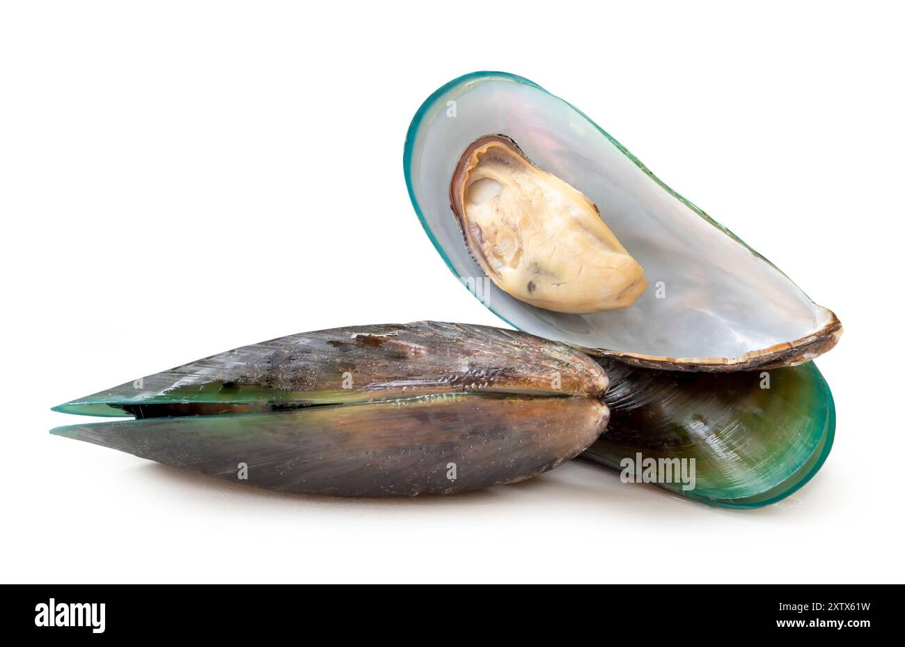 Front view of steamed or cooked green mussels in stack is isolated on ...