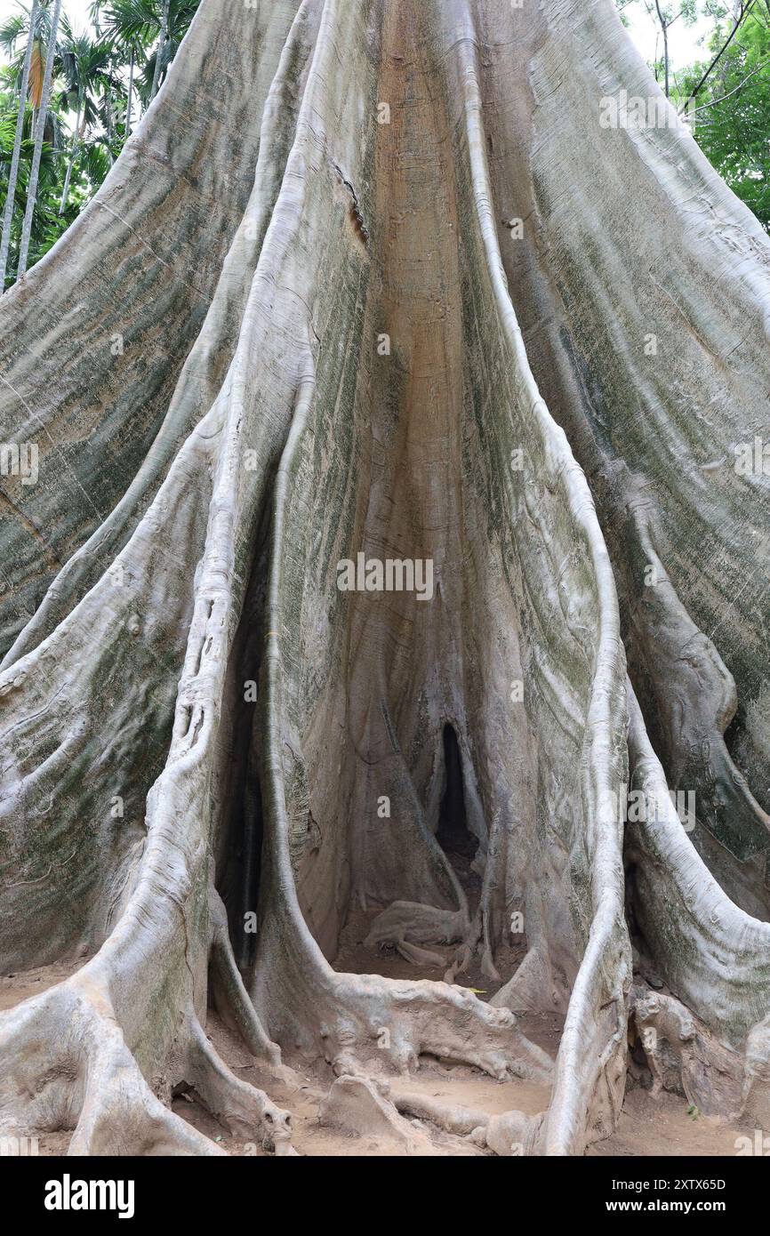 The Giant Tree at Ban Rai, Uthai Thani, Thailand Stock Photo - Alamy