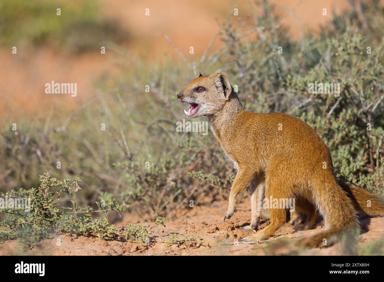 Yellow mongoose (Cynictis penicillata), Addo Elephant National Park ...